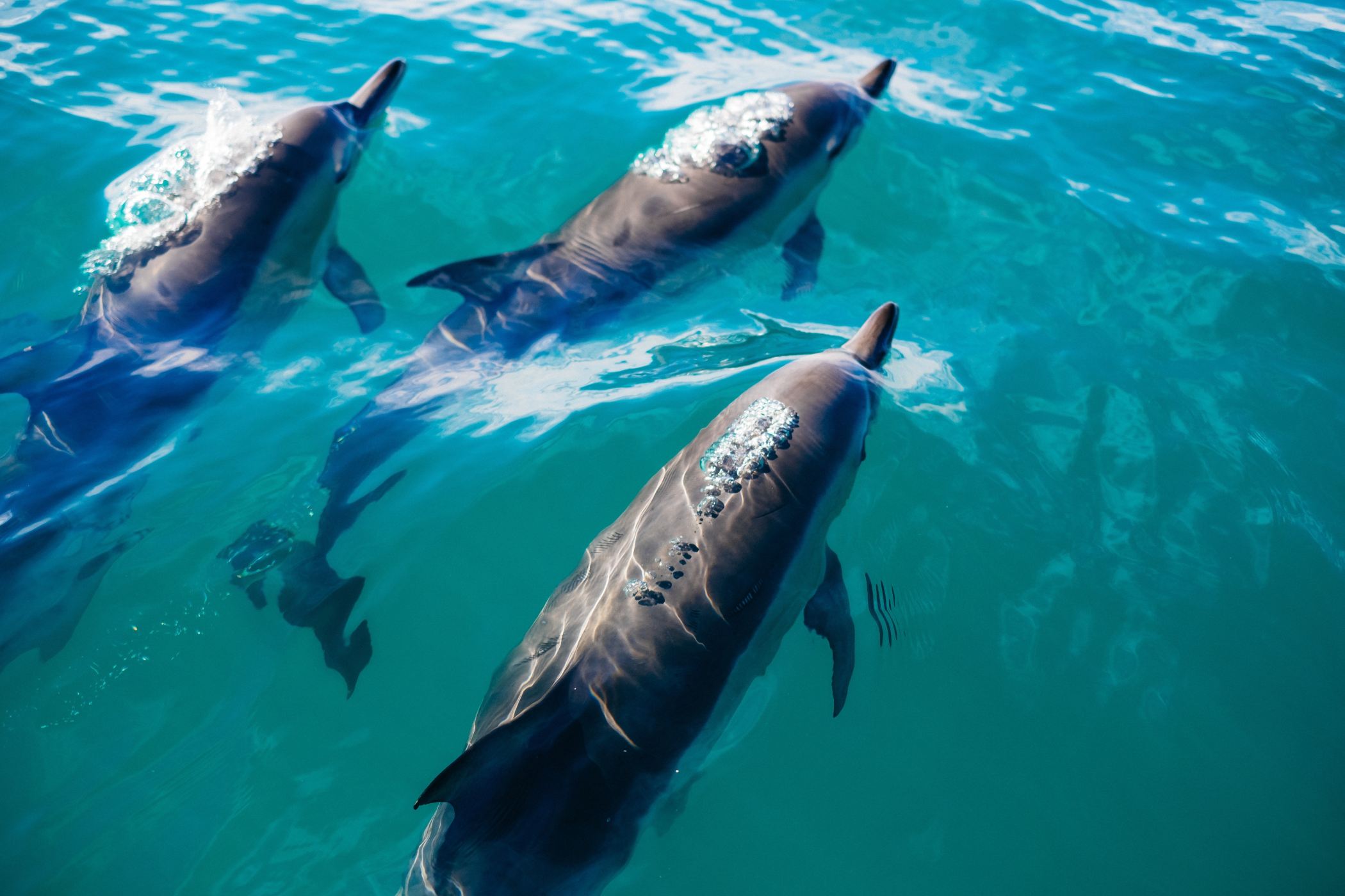 Contact | Dolphin Excursions